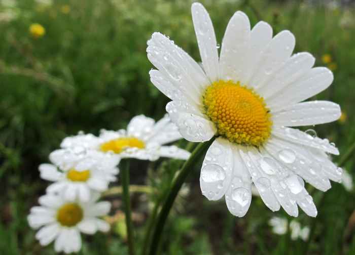 Nature Has Come To Life Again - HubPages