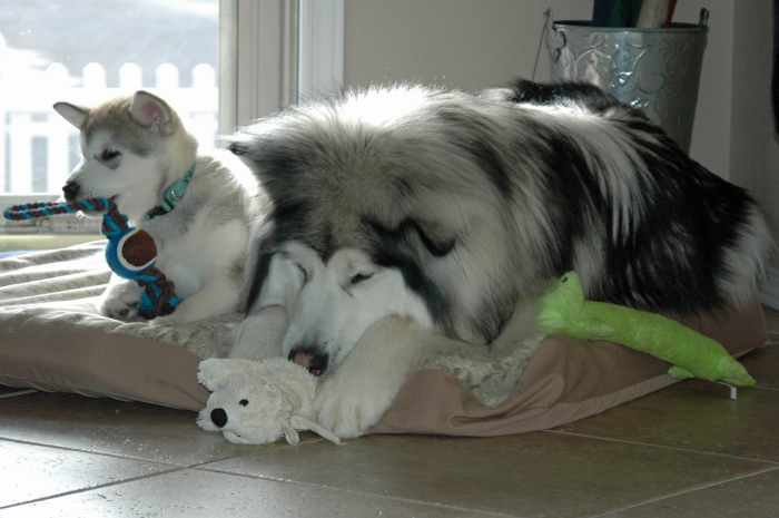 Dog Photo Gallery Of Alaskan Malamute Dogs - HubPages