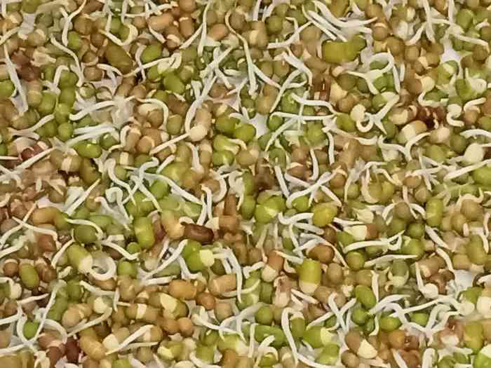 How to Sprout Moong (Mung Beans) and Matki (Moth Beans) - HubPages