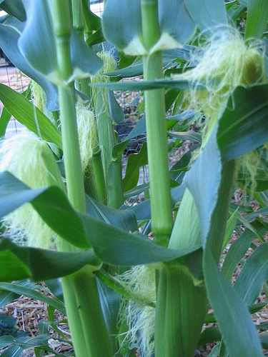 Prolific Cereal Grains: Corn Maize and Wheat - HubPages