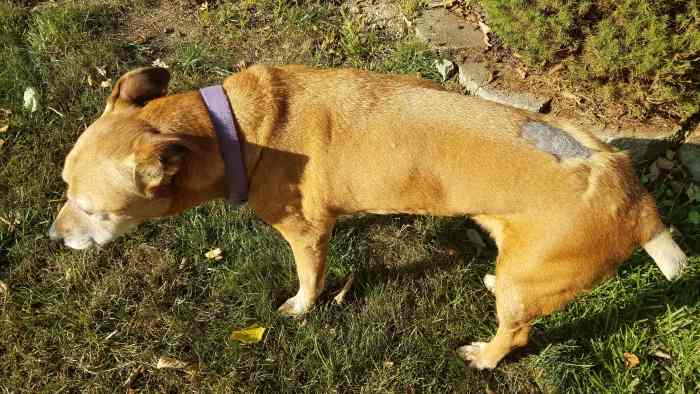 Saving a Dog Who Is 13-Years-Old - HubPages