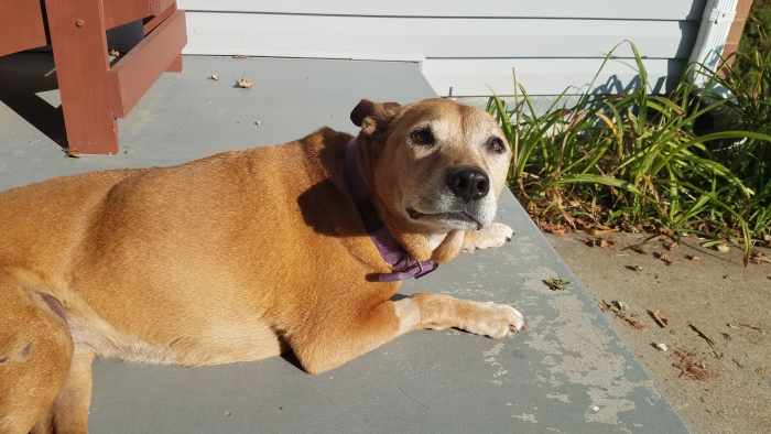 Saving a Dog Who Is 13-Years-Old - HubPages