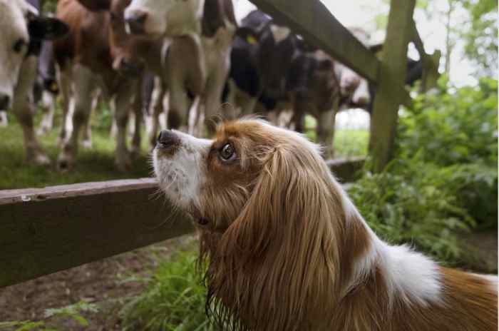 How to Stop a Dog From Chasing Cows - HubPages