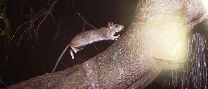 Protecting Paradise: A Small Island of 350 Residents Successfully ...