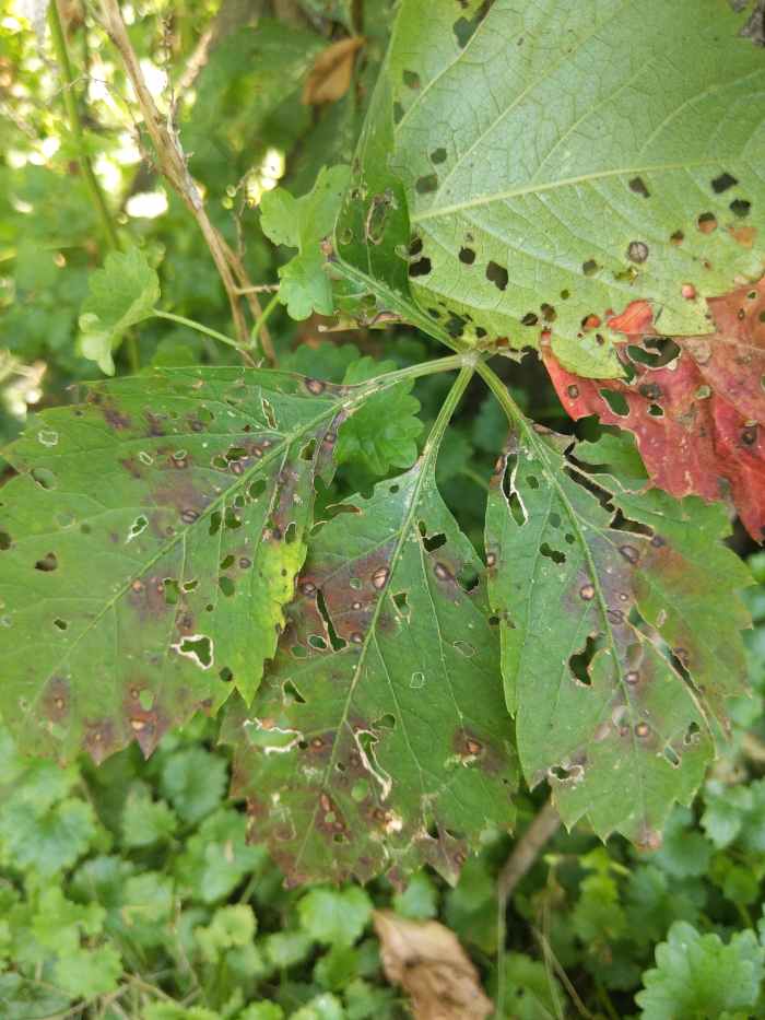 Leaf Carving Art - Using Large Oak Leaves - HubPages