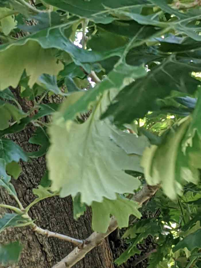 Leaf Carving Art - Using Large Oak Leaves - HubPages