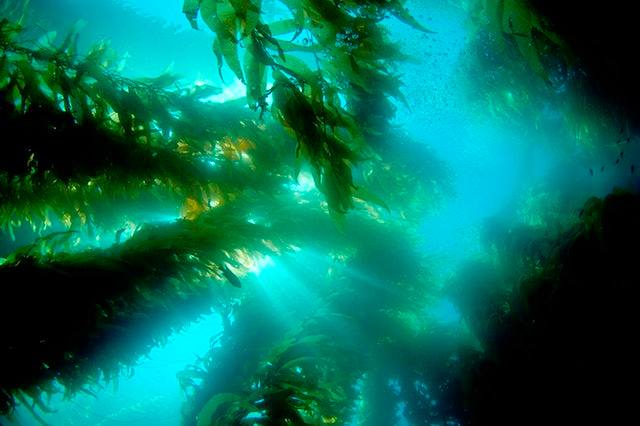 The Only Guide You Need to Harvest Seaweed - HubPages