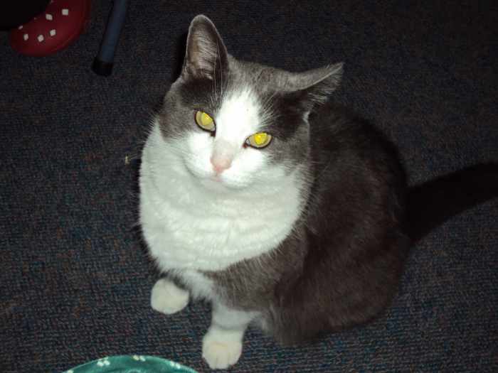 Acrostic Poem for Cats - HubPages