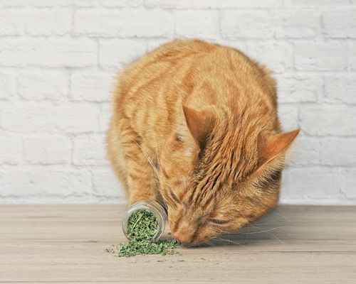 Is Catnip Addictive? Why Some Cats Can't Get Enough - HubPages
