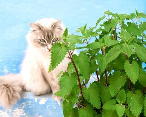 Is Catnip Addictive? Why Some Cats Can't Get Enough - HubPages