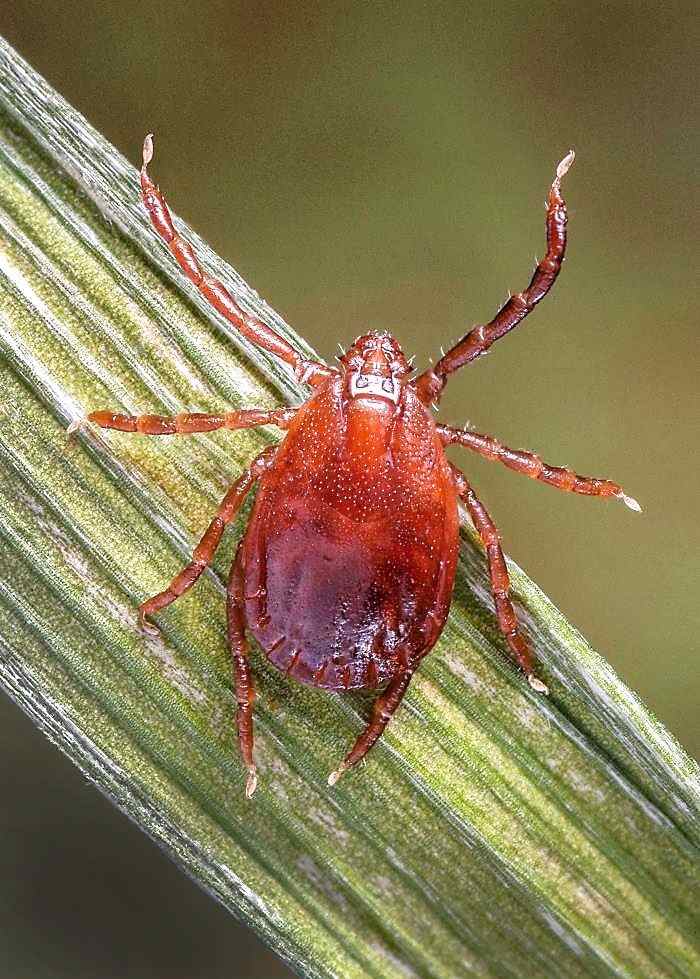 Asian Longhorned Tick Facts and Potential Health Effects - Owlcation