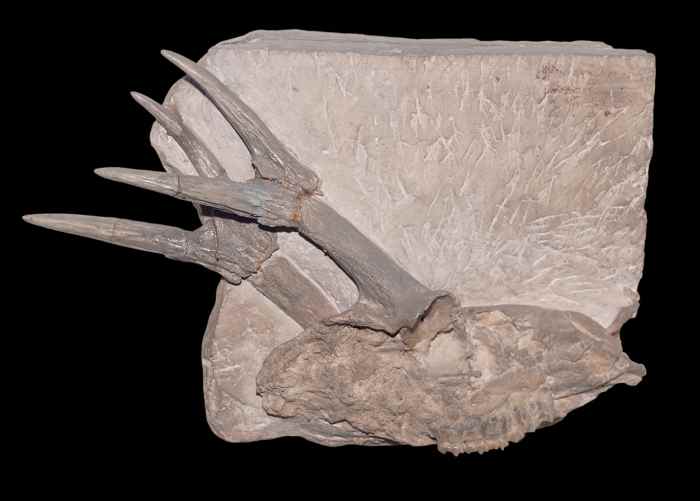 The Evolution and Behaviors of Fanged Deer - HubPages