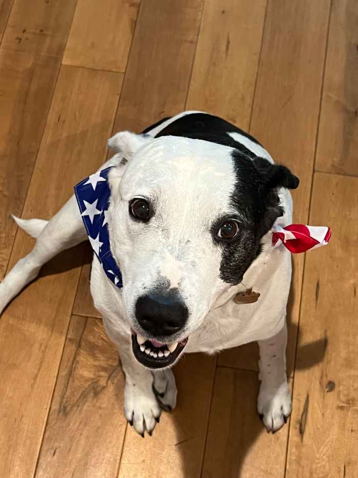 Lessons From a Groomer, The Entire Series - HubPages