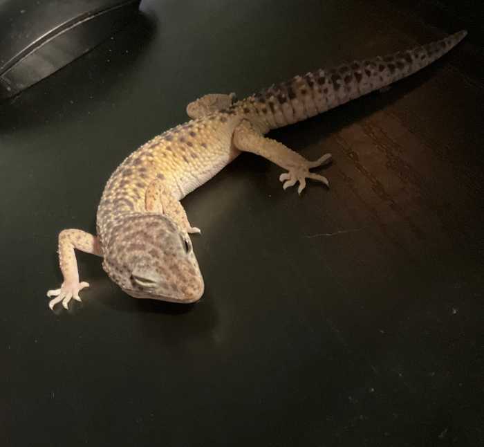 How Can I Help My Gecko That Is Holding His Eye Closed? - PetHelpful