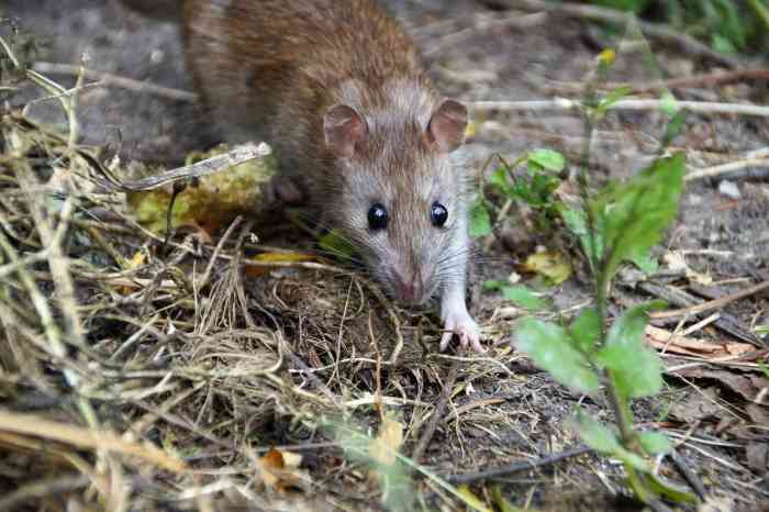 How to Humanely Prevent and Eliminate Rats in Your Home - Dengarden