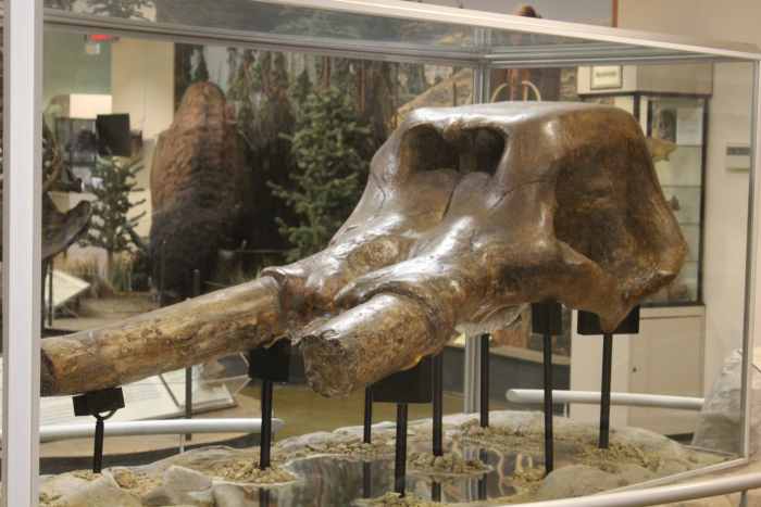 Explore Ice-Age Fossils at Big Bone Lick State Park - HubPages