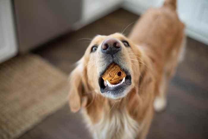10 Things You Can Do About Your Dog’s Overbite - HubPages