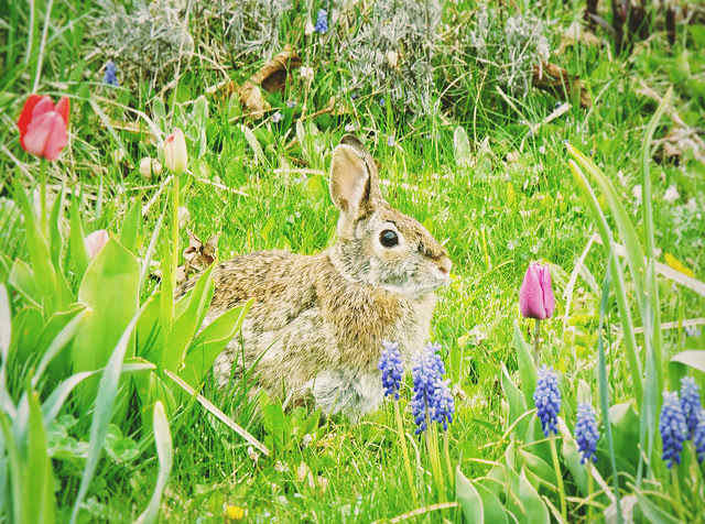 The Animals of Easter - HubPages