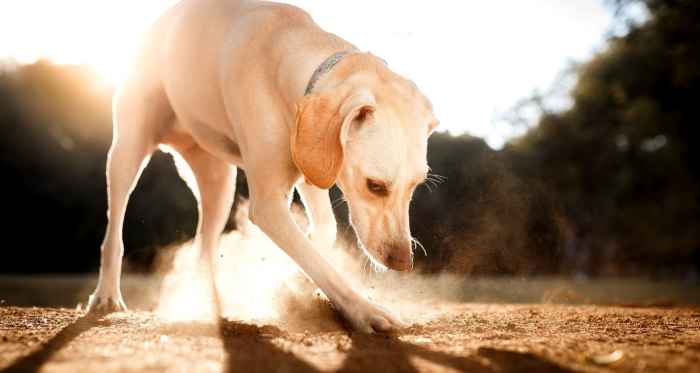 6 Common Reasons Dogs Dig (And What to Do About It) - HubPages