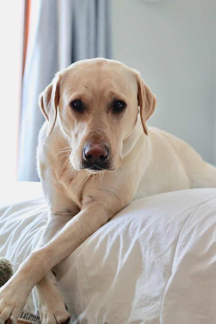 Why Is My Dog's Occiput Getting Bigger? (9 Common Reasons) - HubPages