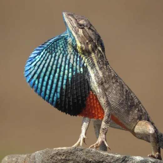 10 Types of Most Beautiful Lizards in the World (With Honorable ...