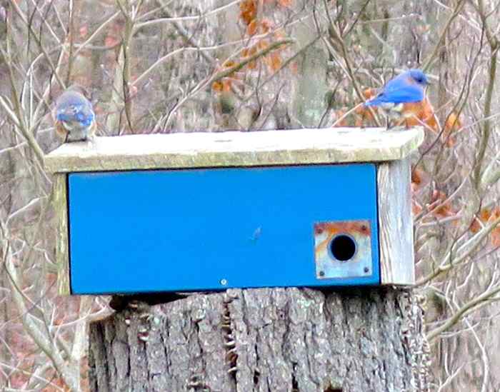 How to Build a Winter Roosting Box: DIY Barn Wood Project for the Birds ...