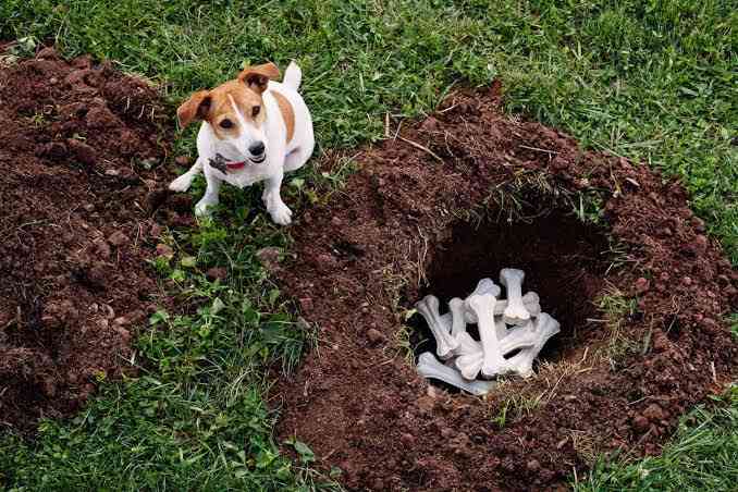 Real Meanings behind 10 Odd Dog Behaviour - HubPages