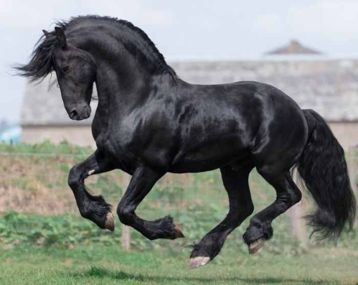 What Horse Breed did the Samurai Warriors Used - HubPages