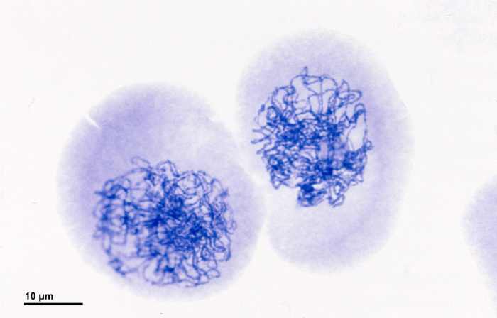 Emergence: Spontaneous Self Organization and Patterns in Natural ...