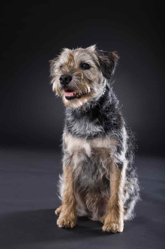 The Border Terrier Dog - HubPages