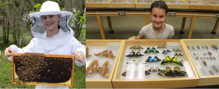 Beneficial Insects Lesson for Middle School Biology - HubPages