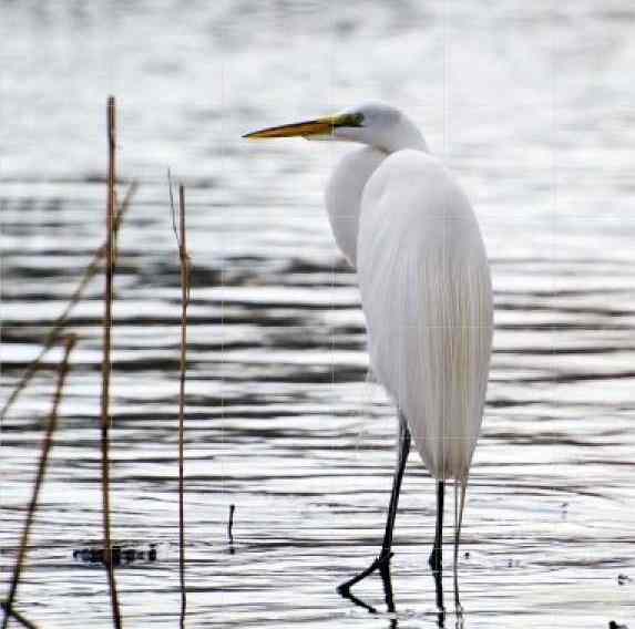 The Kotuku a Rare Bird in New Zealand - HubPages