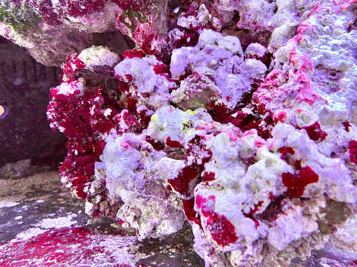 Tropical Fish Tank Algae: Understanding, Control, and Prevention - HubPages