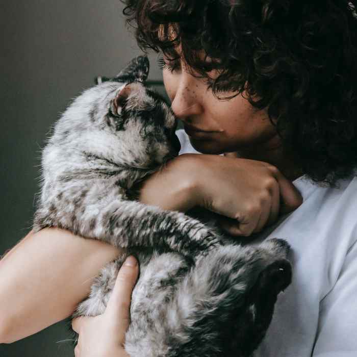 New Cat on the Block: A Step-by-Step Survival Guide for New Cat Owners ...