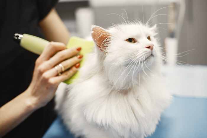 11 Purrfect Ways to Keep Your Cat's Fur Soft and Healthy - HubPages