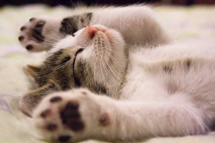 11 Purrfect Ways to Keep Your Cat's Fur Soft and Healthy - HubPages