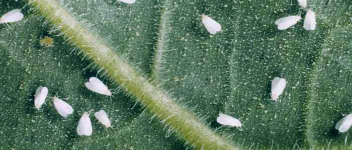How to Control Houseplant Pests - HubPages