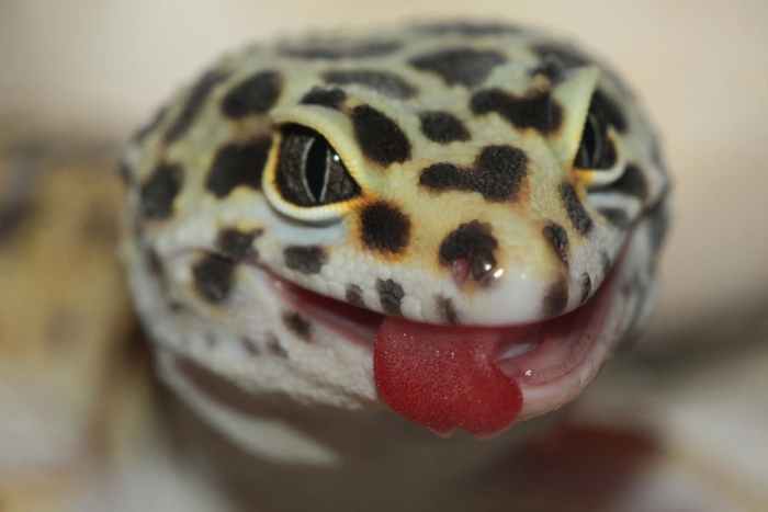Unleashing the Secrets of Reptilian Tongues - HubPages