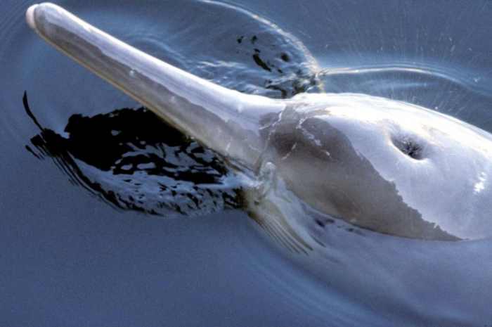 The Disappearance of Functionally Extinct Animals Is a Great Loss to ...