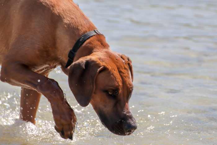 Why Choose a Rhodesian Ridgeback - HubPages
