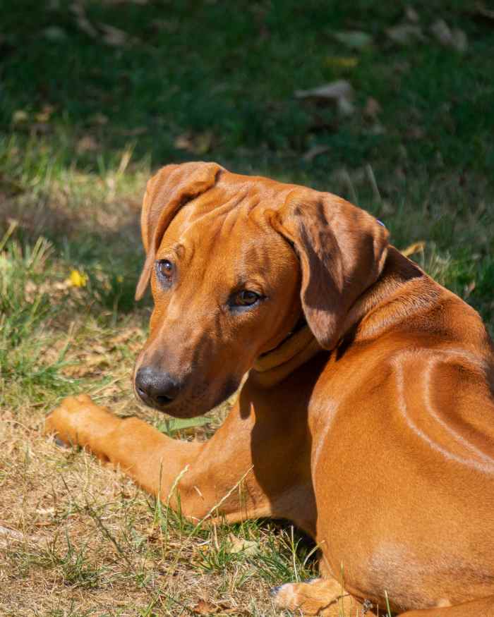 Why Choose a Rhodesian Ridgeback - HubPages