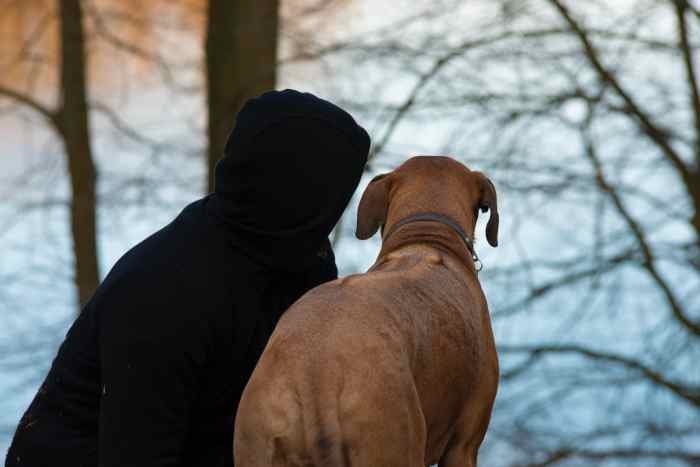 Why Choose a Rhodesian Ridgeback - HubPages