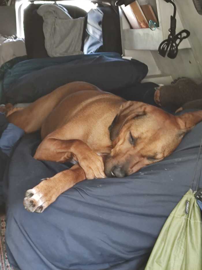 Why Choose a Rhodesian Ridgeback - HubPages