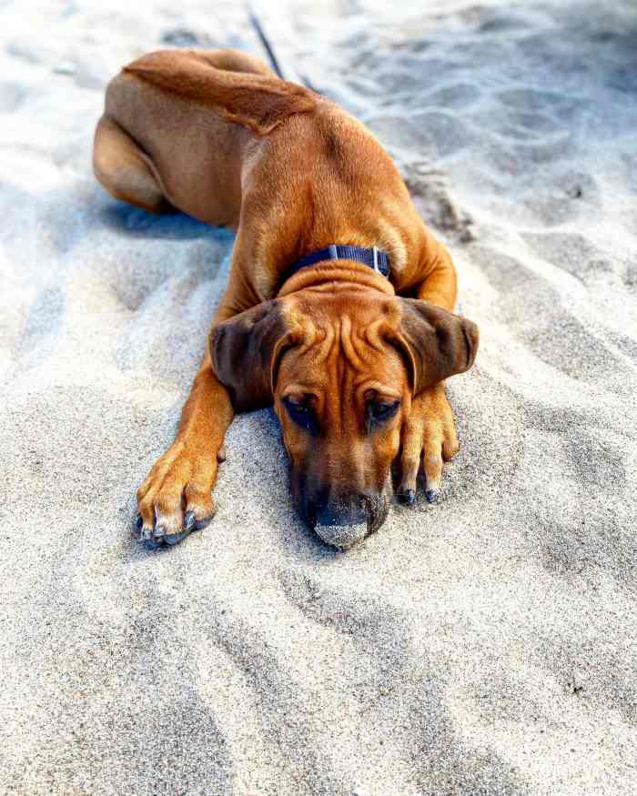 Why Choose a Rhodesian Ridgeback - HubPages