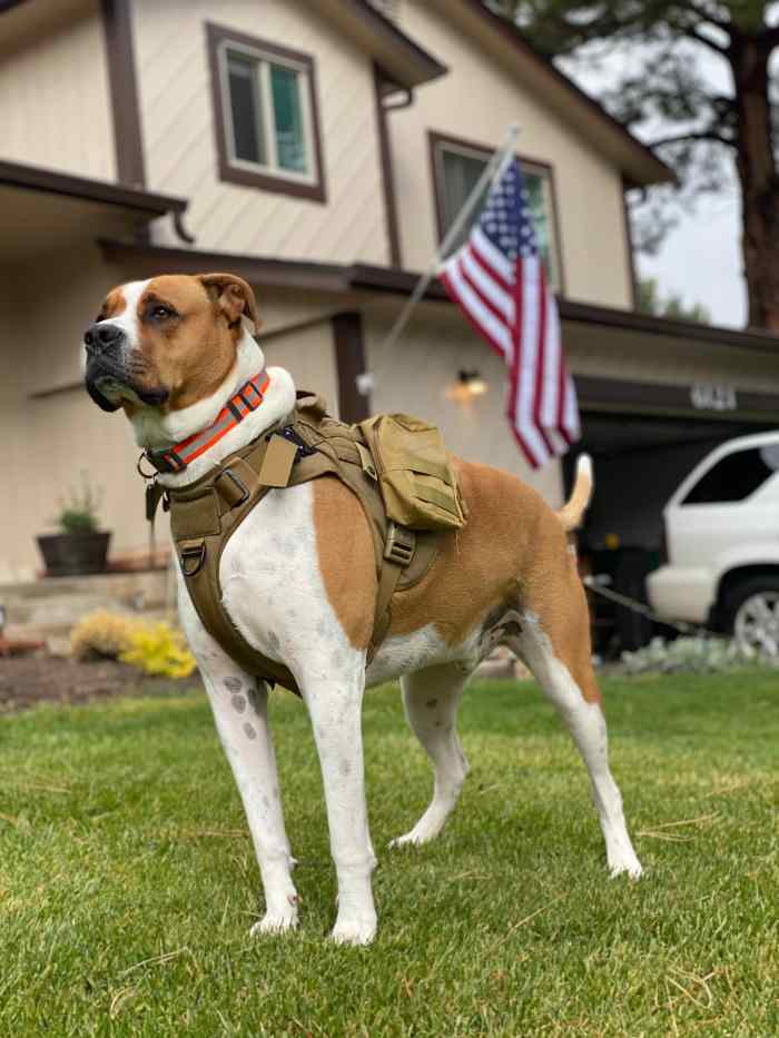 Do You Need a Service Dog? - HubPages