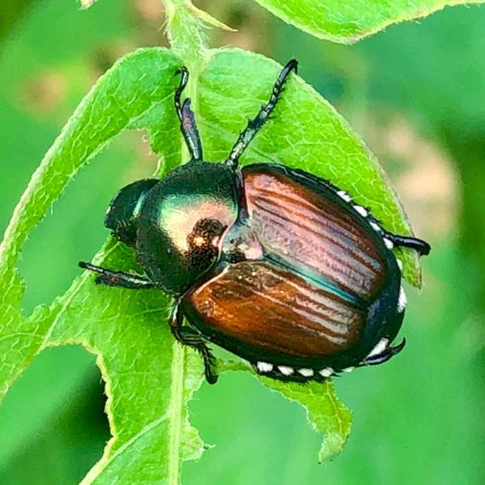 The 10 Incredibly Beautiful Insects and Bugs - Owlcation