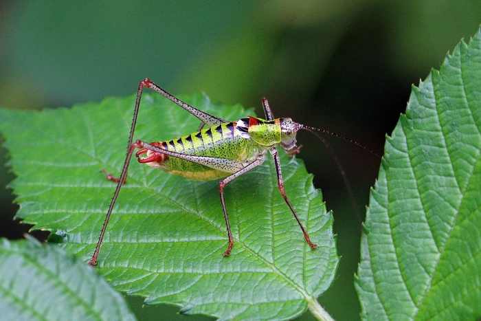 The 10 Incredibly Beautiful Insects and Bugs - Owlcation
