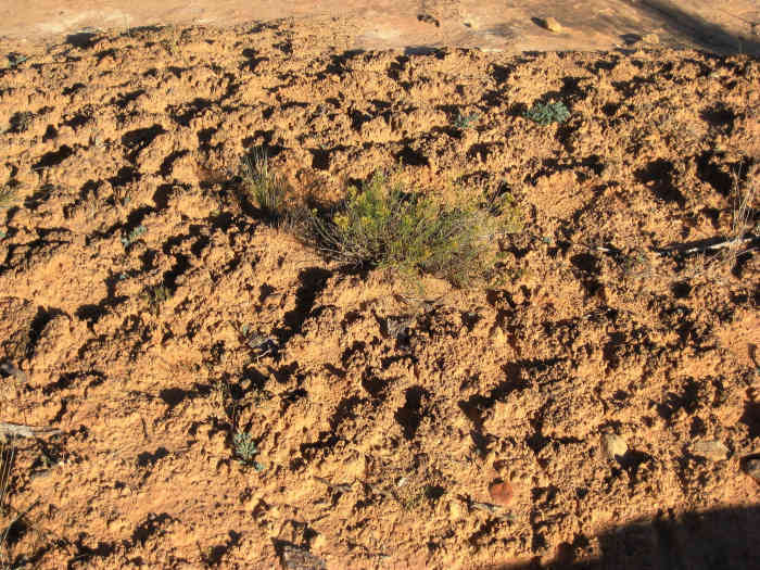 The Importance of Soil Preparation for Beginner Gardeners - HubPages