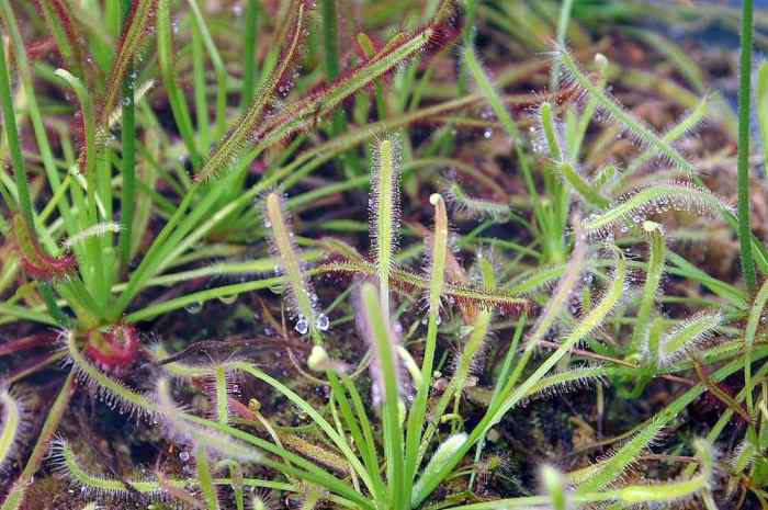 How to Grow Sundew Plants: A Beginner's Guide - HubPages