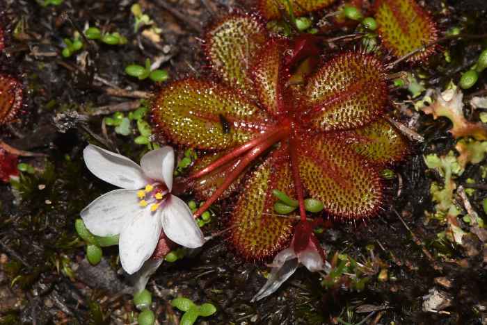 How to Grow Sundew Plants: A Beginner's Guide - HubPages